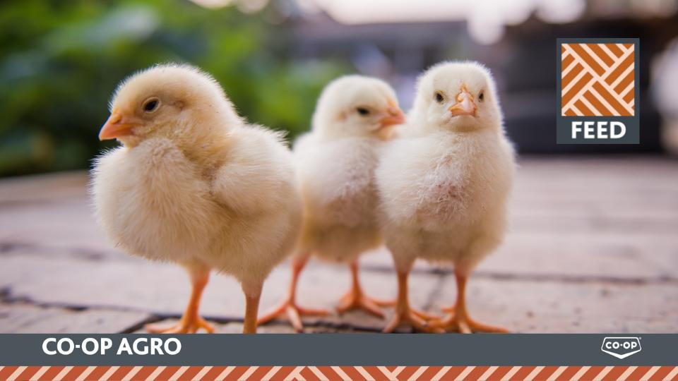 Simple tips for chick season | Valleyview Co-op